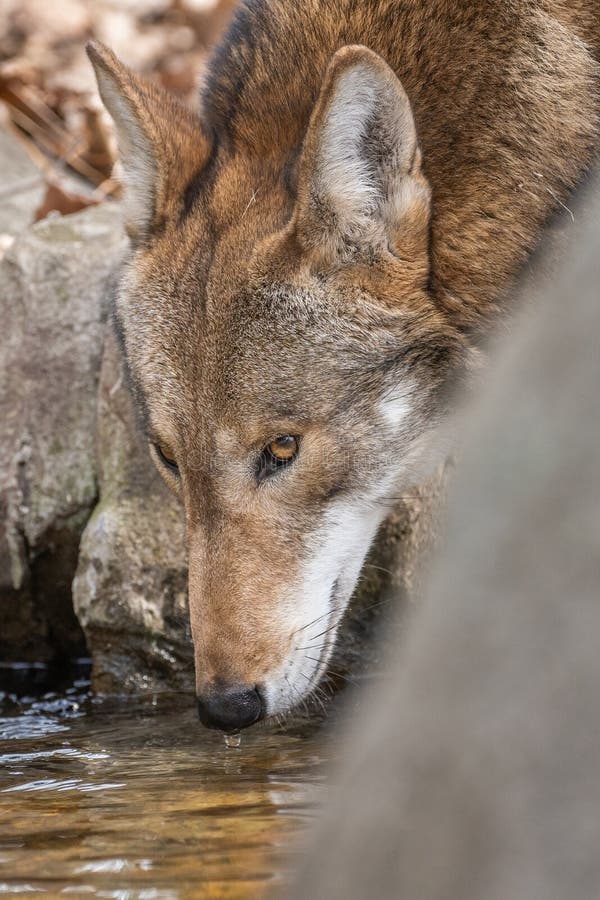 412 Wolf Drinking Stock Photos - Free & Royalty-Free Stock Photos from ...