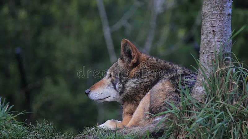 Red wolf laying under tree stock footage. Video of predator - 111163910