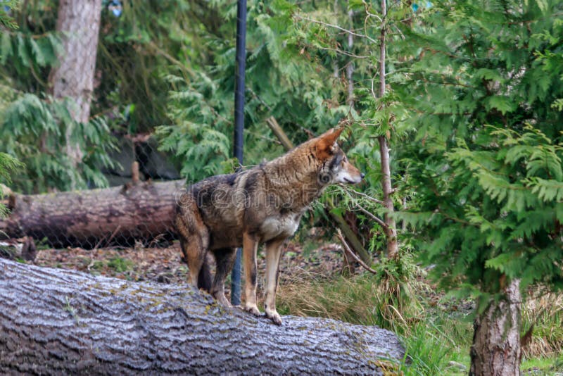 Red Wolf Looking Around Forest in Spring Stock Image - Image of glance ...