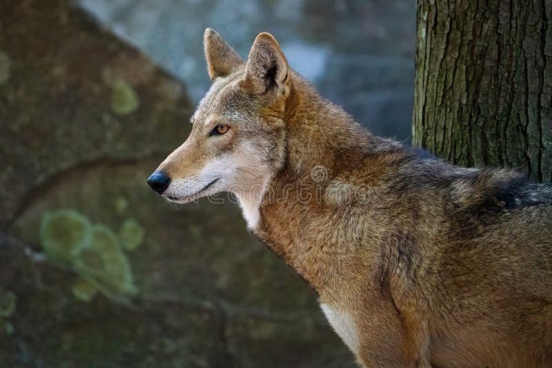 A Red Wolf stock image. Image of predator, eyes, wolves - 246319257