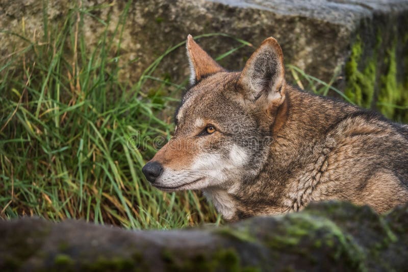 Red Wolf Lying Down Behind a Log Stock Image - Image of isolated ...