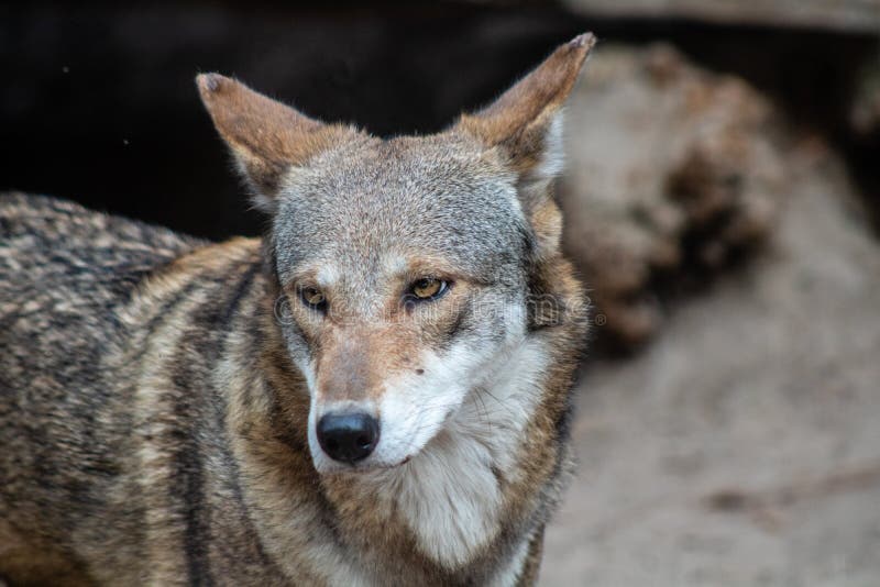 Red wolf stock image. Image of eyes, brown, cute, wolf - 161735441