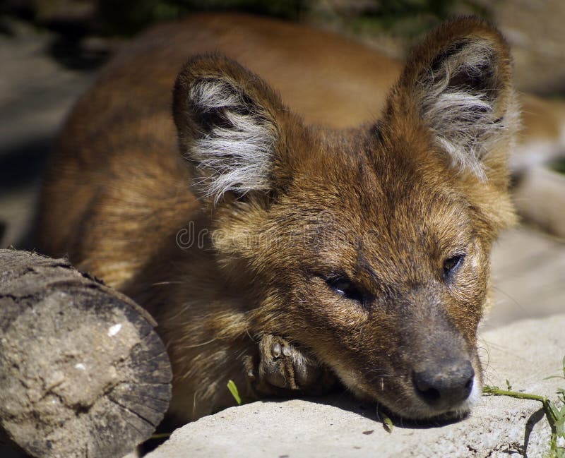 Red Wolf Portrait stock image. Image of wild, portrait - 97781845