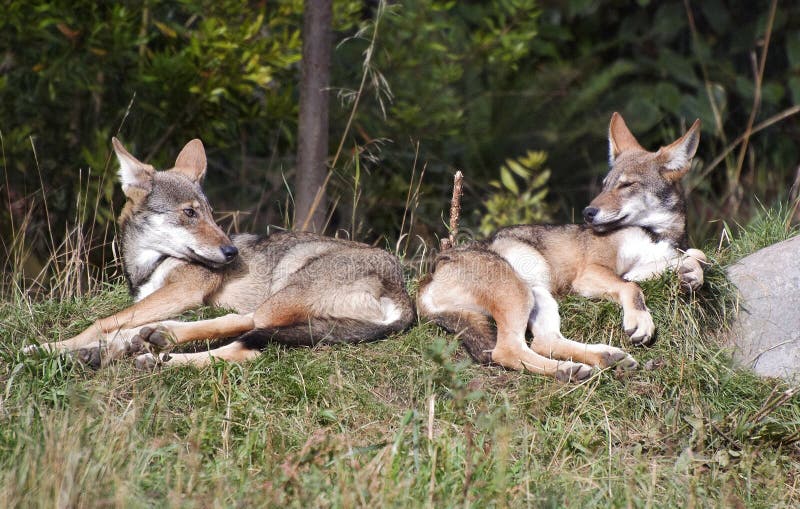 Red wolf pups stock image. Image of casual, wildlife - 33683711