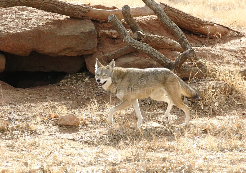 Red Wolf Running stock photo. Image of native, canidae - 518576
