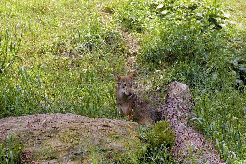 Red Wolf 709189 stock photo. Image of wolf, moline, lupus - 193409596