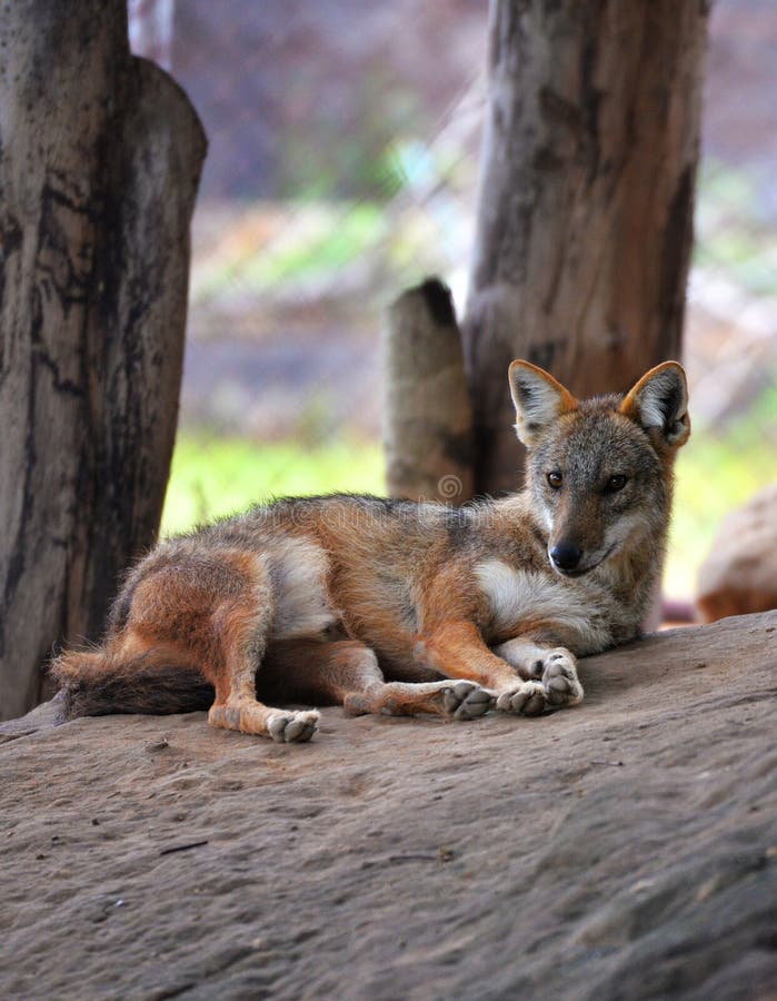 Red wolf stock photo. Image of freedom, wolf, family - 61435520