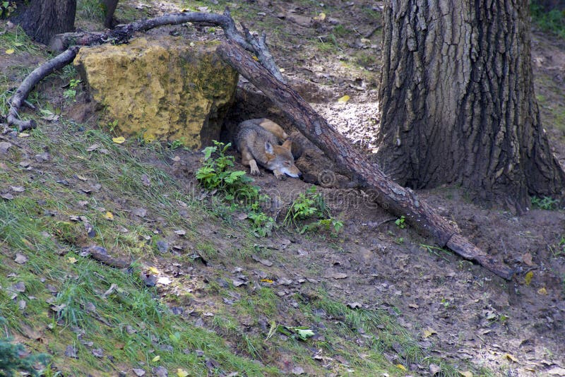 Red Wolf 709122 stock photo. Image of family, captive - 193409510