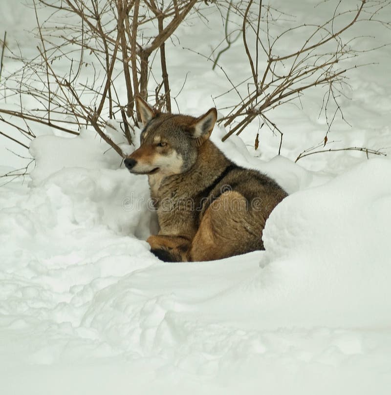 Red wolf in snow stock image. Image of wolves, relaxing - 12433493