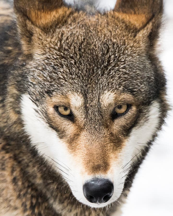 Red Wolf in Snow V stock photo. Image of snowy, united - 51993960
