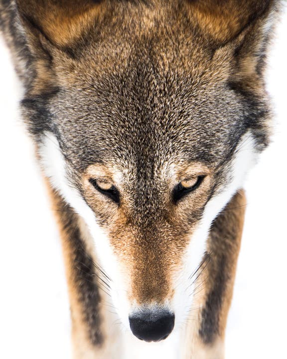 11,930 Red Wolf Stock Photos - Free & Royalty-Free Stock Photos from ...
