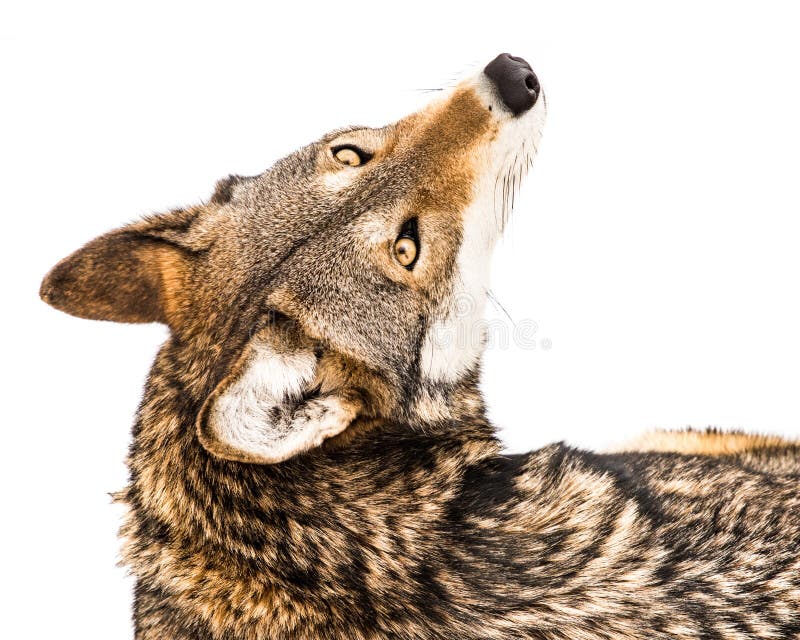 Red Wolf in Snow X stock photo. Image of snowing, snowfall - 87535366
