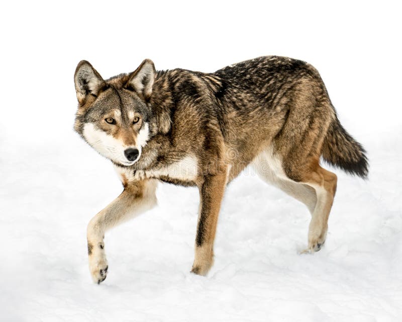 Red Wolf in Snow XIII stock photo. Image of wolf, nature - 95694908
