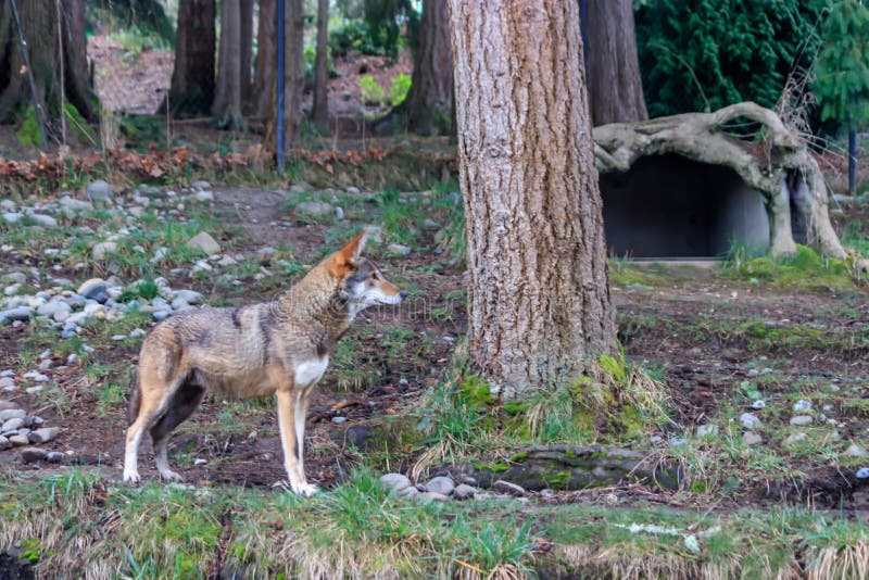 Red Wolfstanding Near Den in Spring 1 Stock Image - Image of portrait ...