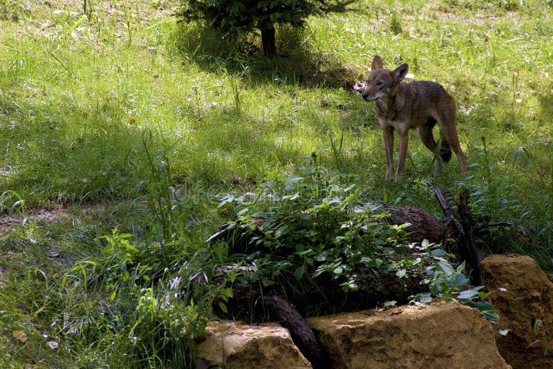 Red Wolf 709162 stock image. Image of captive, wolves - 193409553
