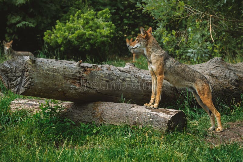 Red Wolf Standing on the Log and Looking at the Pack in the Forest ...