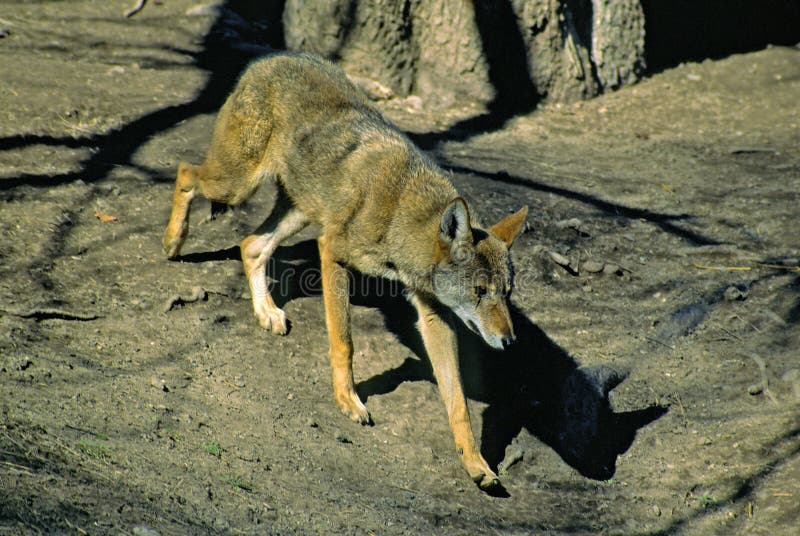Red Wolf 48714 stock image. Image of wolf, endangered - 194774359