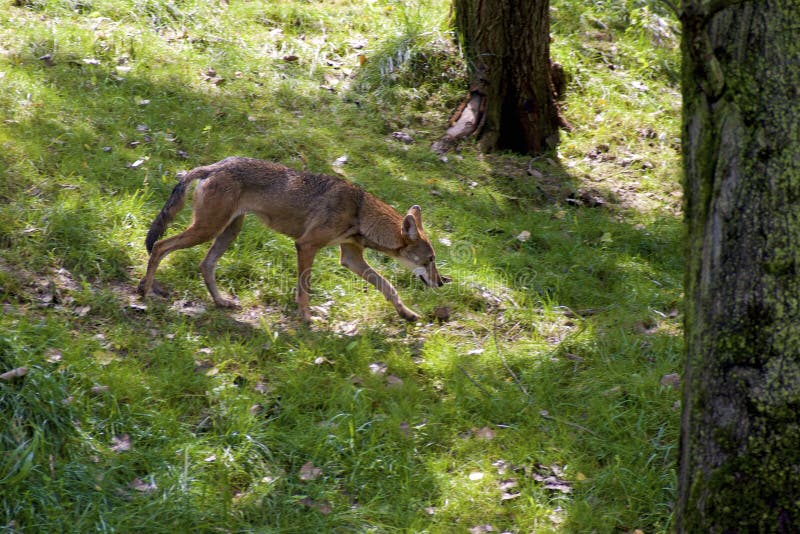 Red Wolf 709164 stock photo. Image of illinois, moline - 193409564