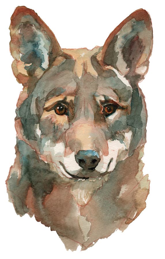 The Red Wolf Watercolor Portrait Stock Illustration - Illustration of ...