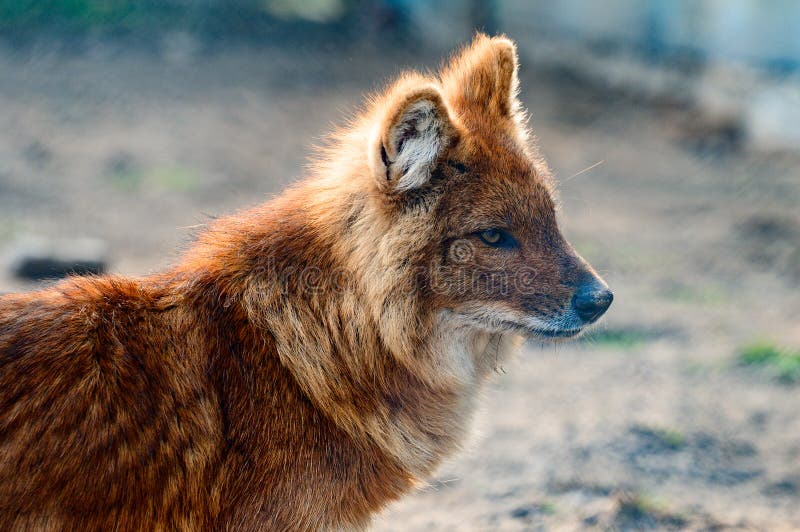 Red Wolf in the Zoo, a Beast of Prey in a Cage. Stock Photo - Image of ...