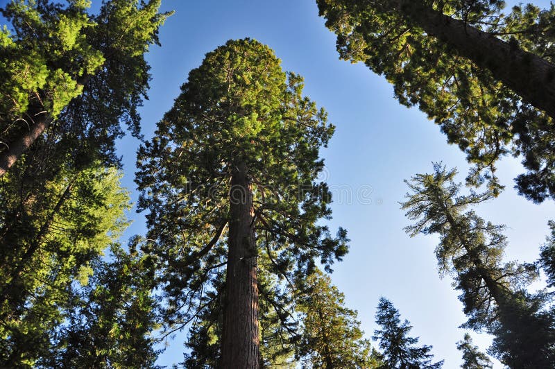 Red Wood stock image. Image of states, landscape, wood - 22510235