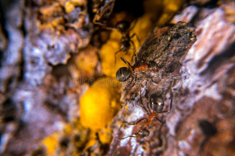 Red Wood Ant stock photo. Image of deal, design, close - 89777942