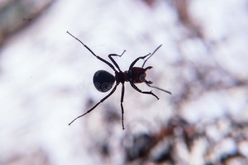 249 Ant Camera Stock Photos - Free & Royalty-Free Stock Photos from ...