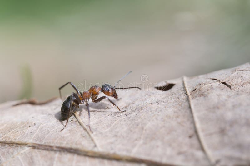 Red wood ant, Formica rufa stock photo. Image of nature - 60061600
