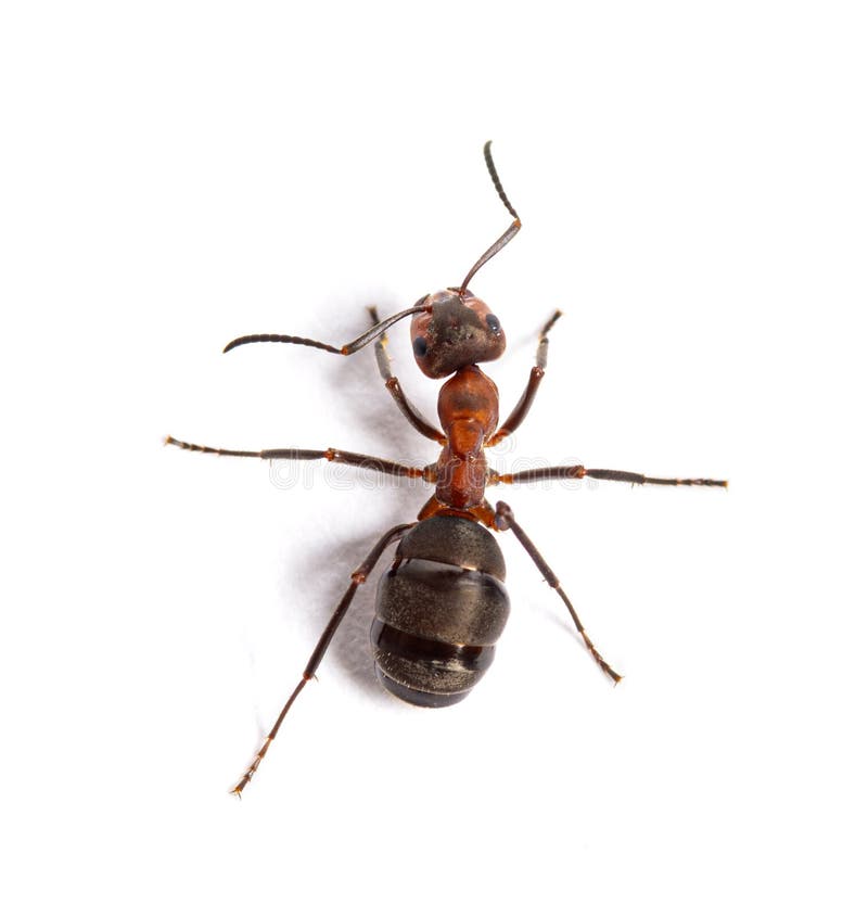 Red Wood Ant - Formica Rufa or Southern Wood Ant, Isolated on White ...