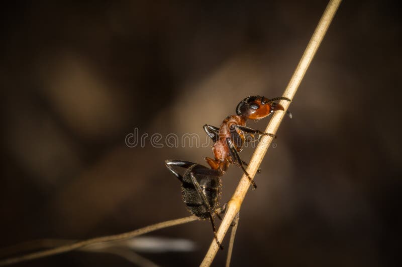 A Red Wood Ant Worker on a Straw Stock Photo - Image of conifer ...