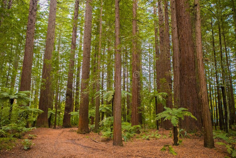 Red wood forest landscape stock photo. Image of mountain - 118457688