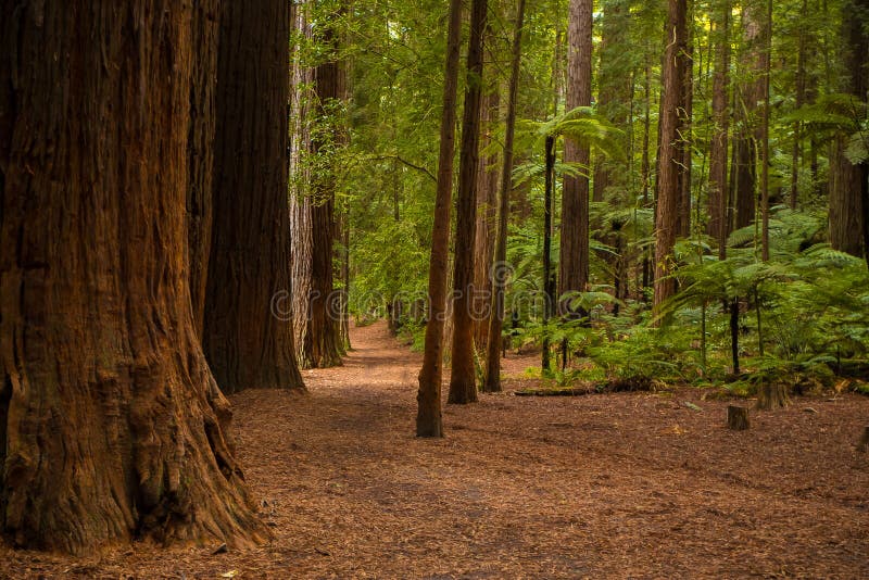 Red wood forest landscape stock photo. Image of giant - 118457690