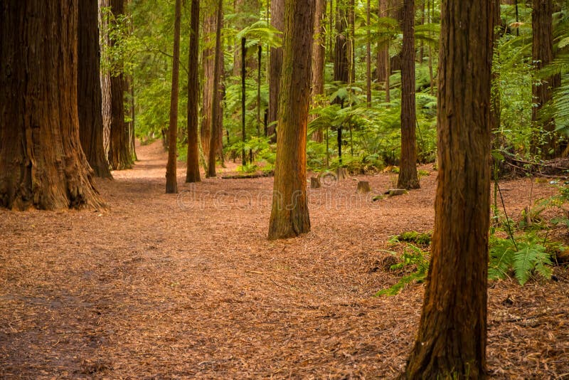 Red wood forest landscape stock photo. Image of fall - 118457692