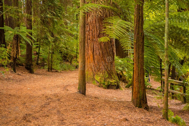 Red wood forest landscape stock photo. Image of secoyas - 118457708
