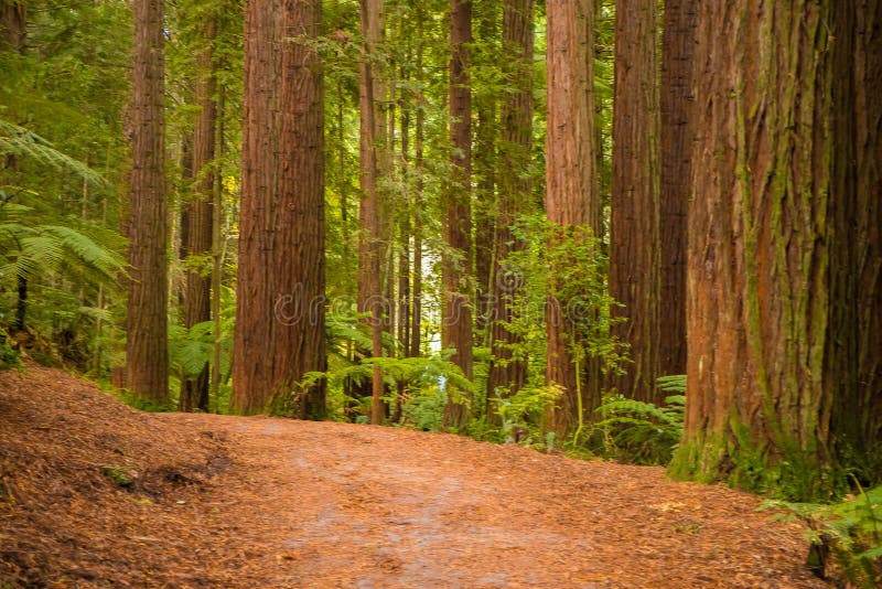 Red wood forest landscape stock photo. Image of national - 118457714