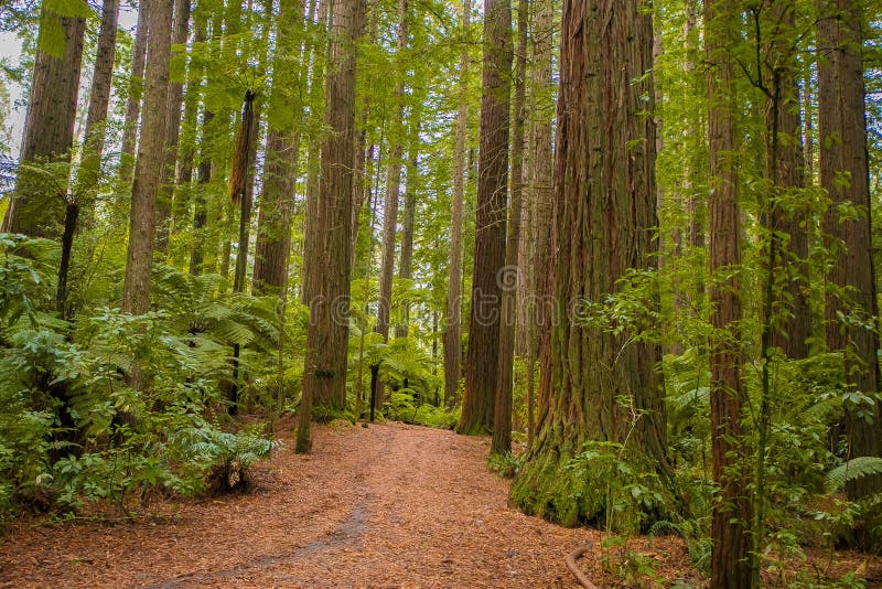Red wood forest landscape stock image. Image of scene - 118457731