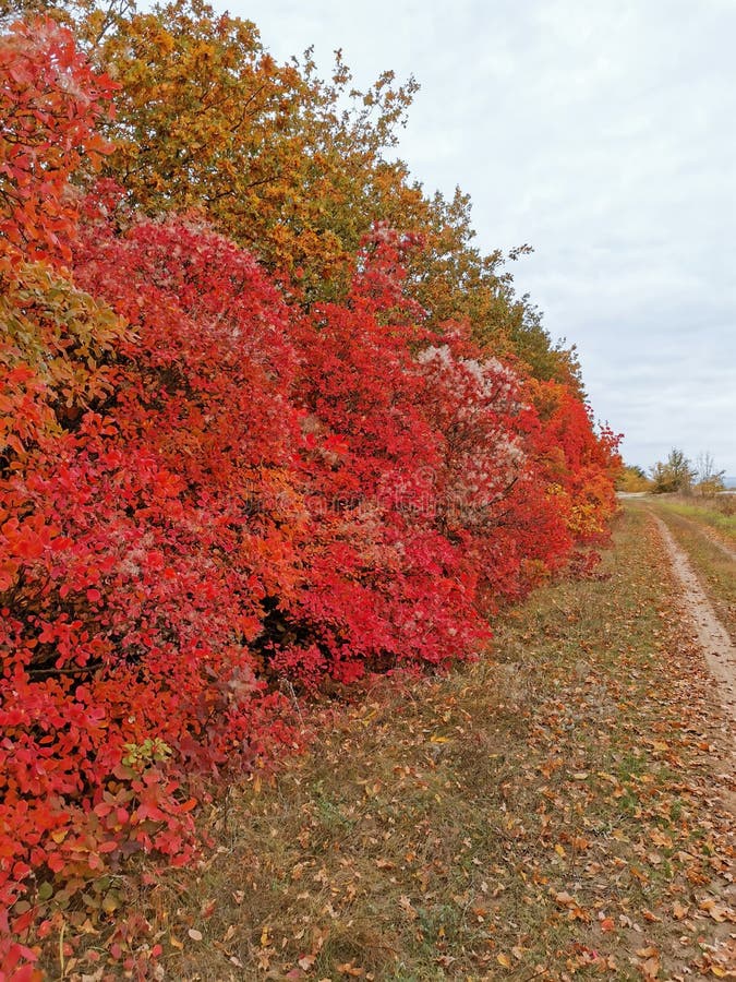 Red wood plant autumn wood stock photo. Image of produce - 188786266