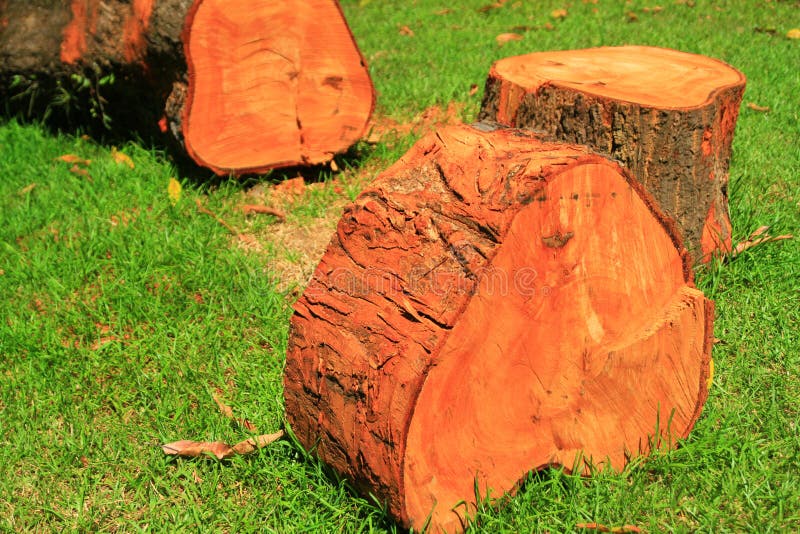 Red wood tree cut stock image. Image of grass, firewood - 36766469