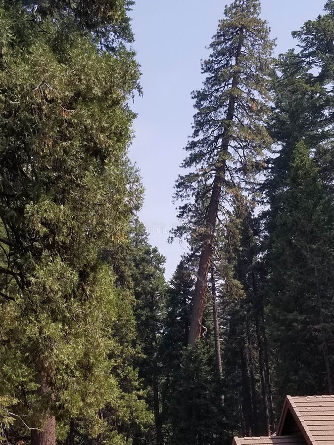 Red wood trees stock photo. Image of trees, woodland - 232146492