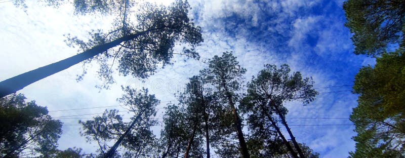 Red Wood View Shoot from Under Trees Stock Photo - Image of forest ...