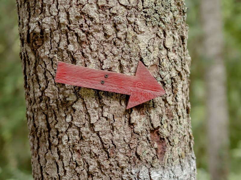 The Red Wooden Arrow is Screwed To the Tree Trunk. Pointer To the Right ...