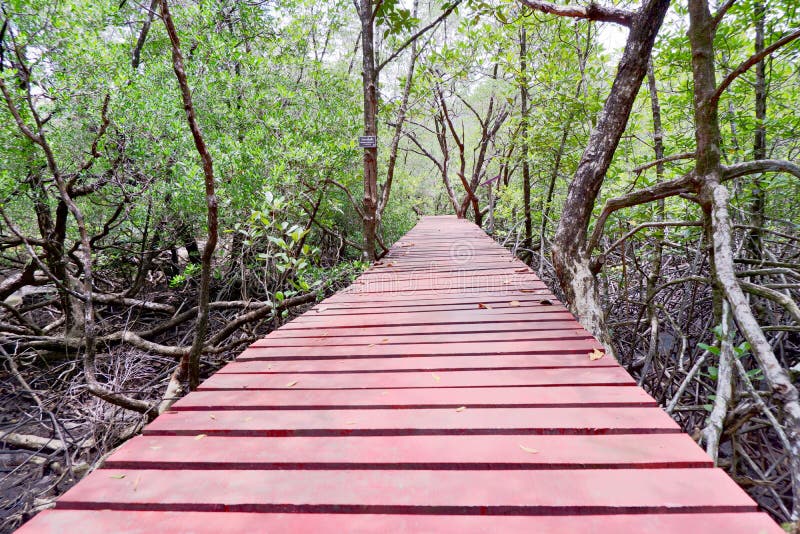 552 Red Mangrove Wood Stock Photos - Free & Royalty-Free Stock Photos ...