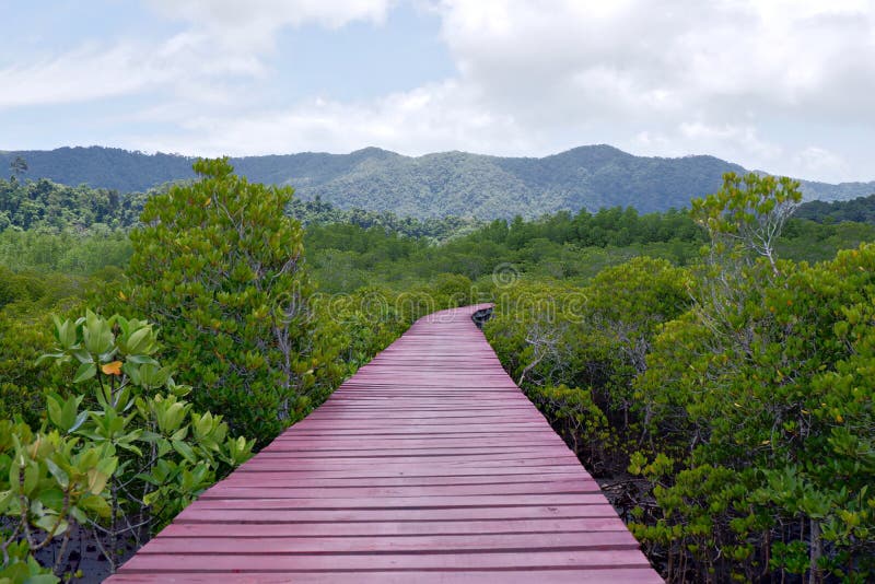 552 Red Mangrove Wood Stock Photos - Free & Royalty-Free Stock Photos ...