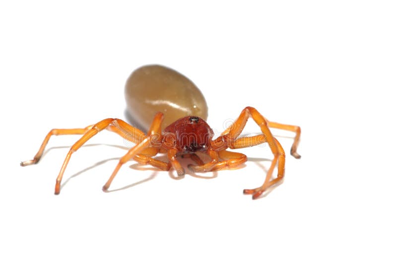 Red Woodlouse Spider and Cicada Shell Stock Image - Image of arachnida ...