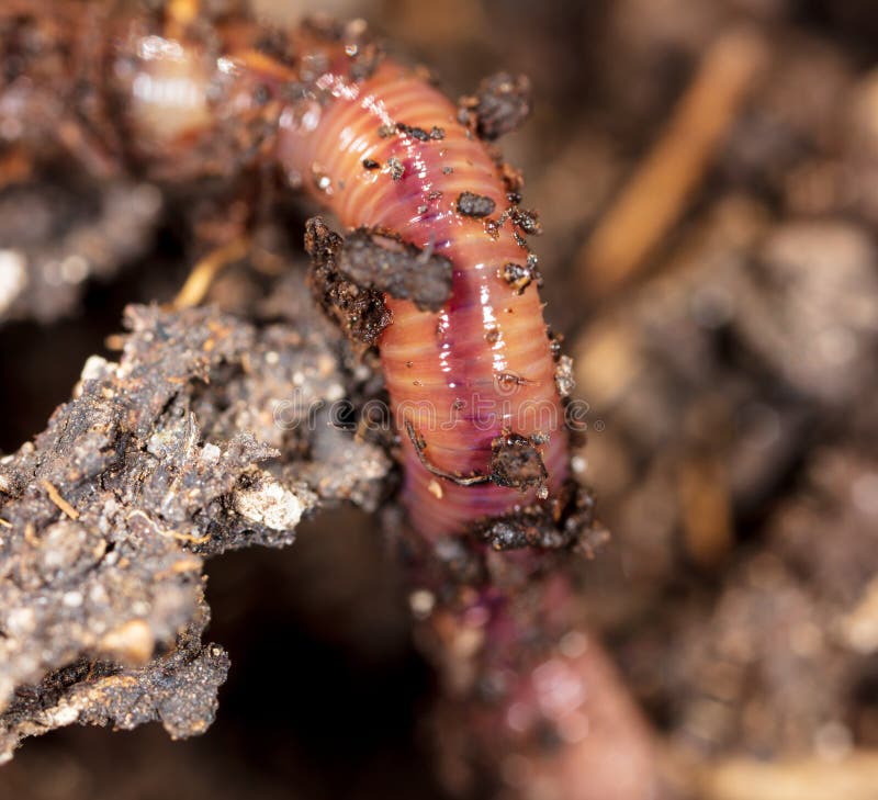 Red Worm in the Ground on Nature Stock Photo - Image of group, worm ...