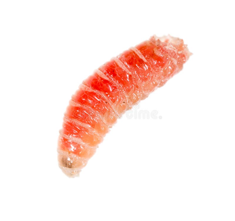 372 Red Maggots Stock Photos - Free & Royalty-Free Stock Photos from ...