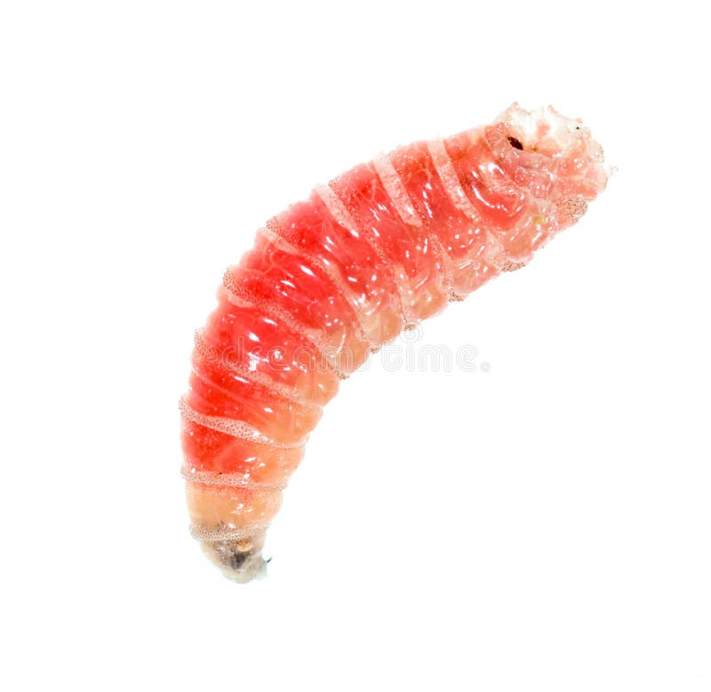 Red Worm of Maggots on a White Background Stock Image - Image of ...