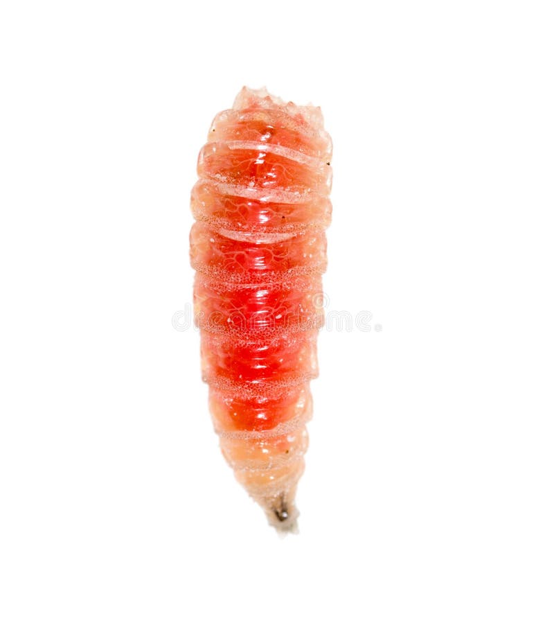Red Worm of Maggots on a White Background Stock Photo - Image of ...