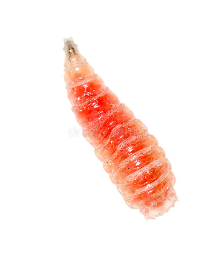 261 Red Maggots Photos - Free & Royalty-Free Stock Photos from Dreamstime