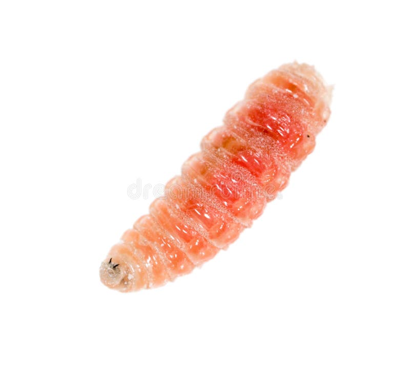 Red Worm of Maggots on a White Background Stock Photo - Image of maggot ...